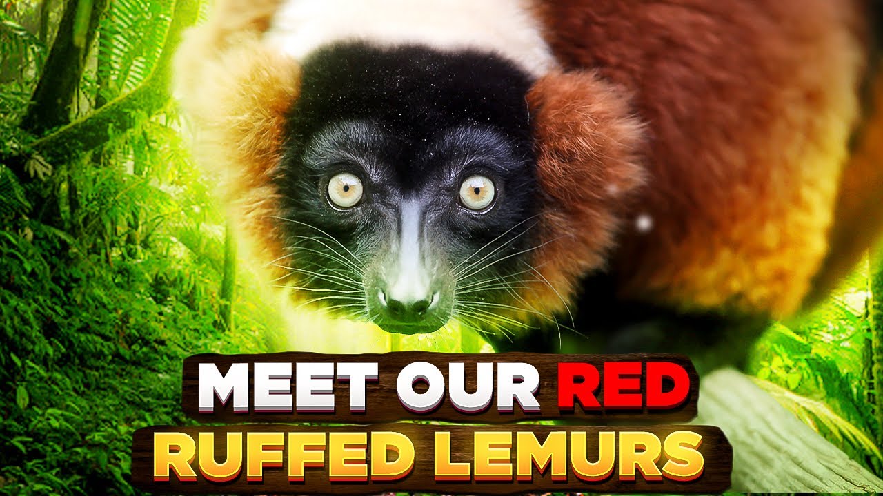 Our Adorable Red Ruffed Lemurs - YouTube