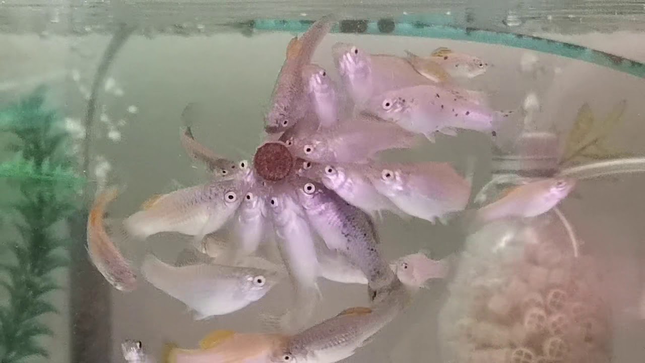 Moppy update 27 July 19. - YouTube