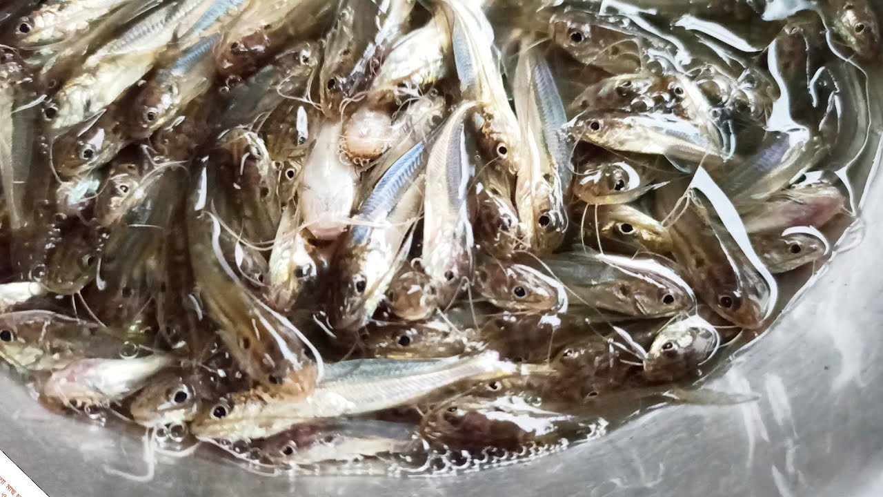 গুলশা মাছ চাষ,গুলশা মাছ চাষে লাভ | gulsha fish cultivation formula ...
