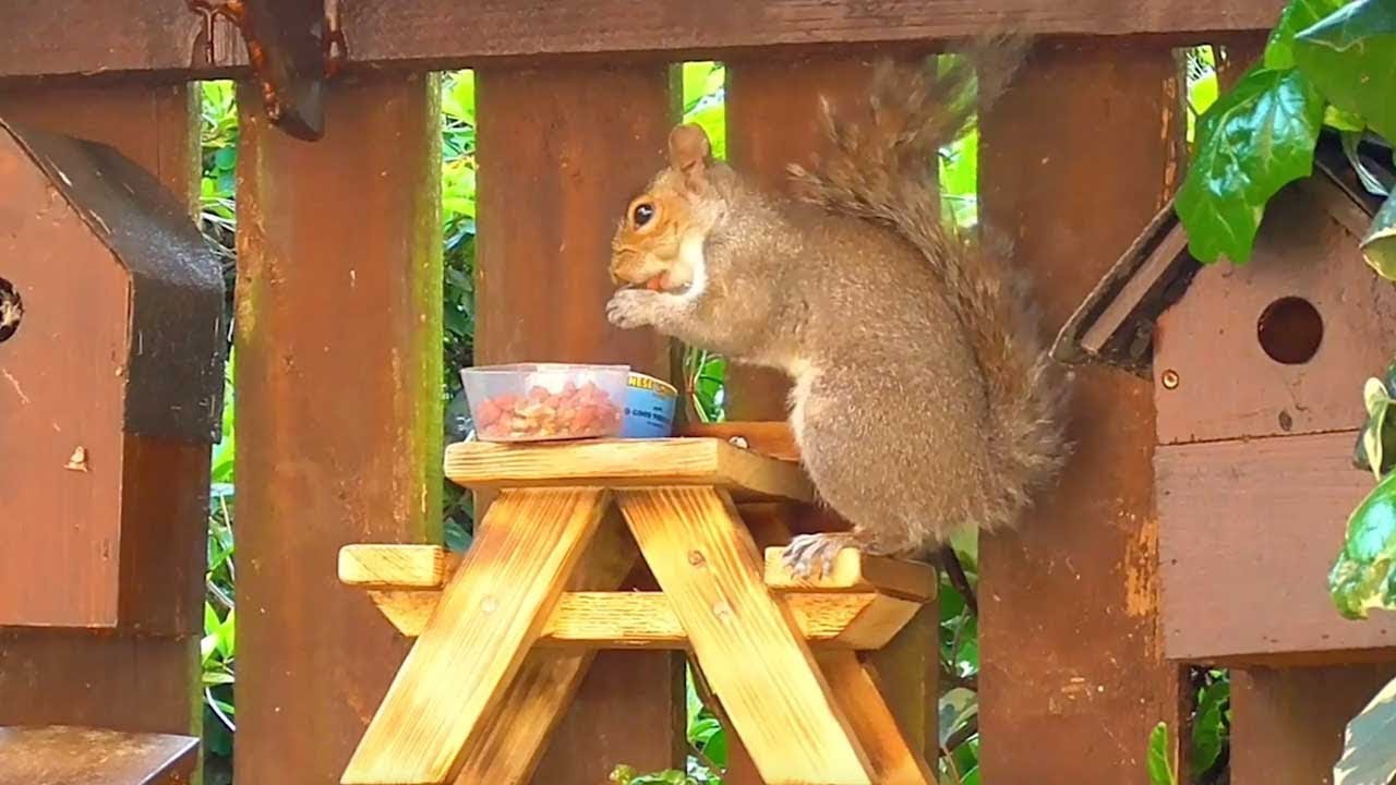 Adorable Squirrel Eat At Miniature Table - YouTube