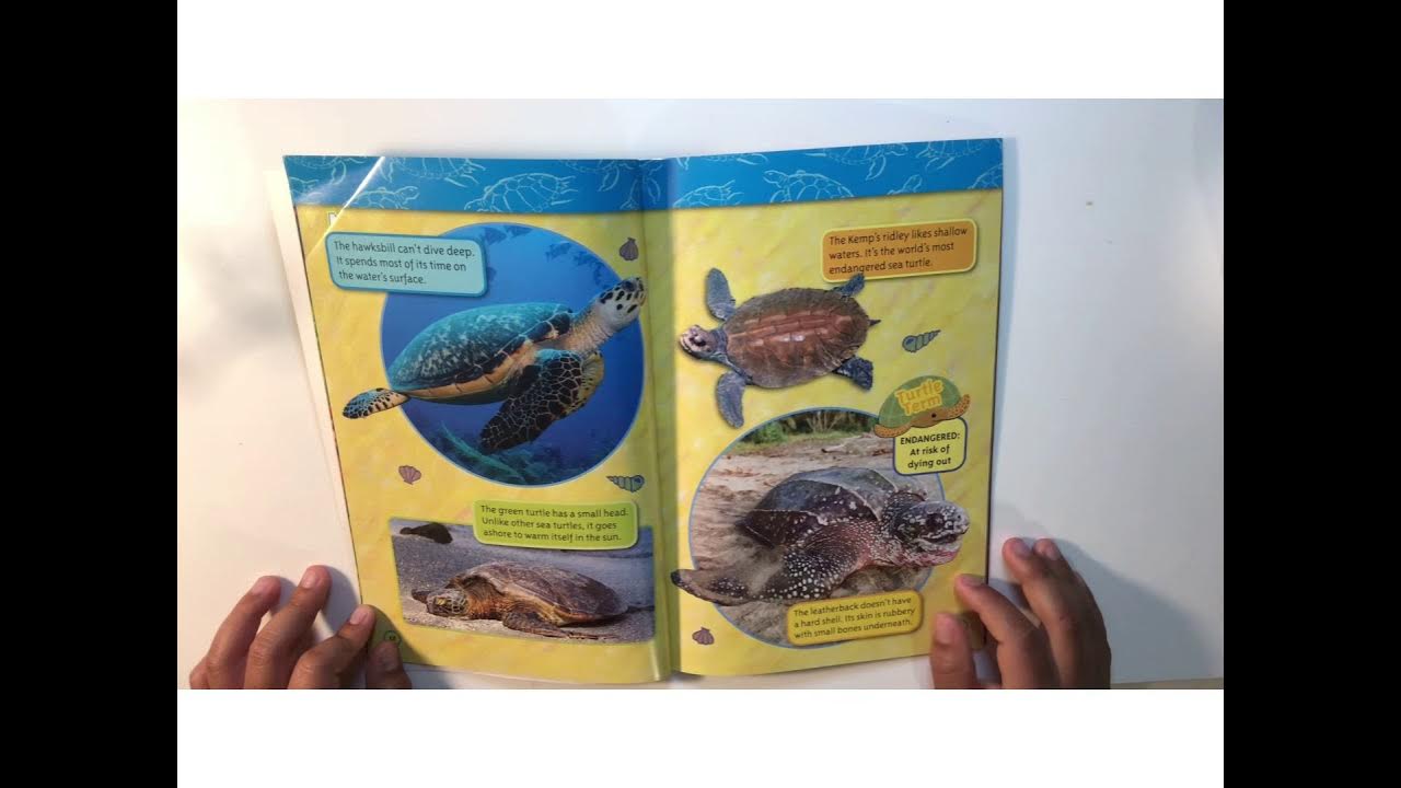 National Geographic Kids - Sea Turtles - YouTube