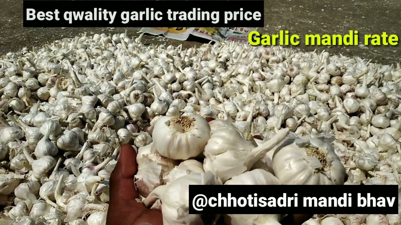 Best qwality garlic trading price @chhotisadri mandi bhav - YouTube