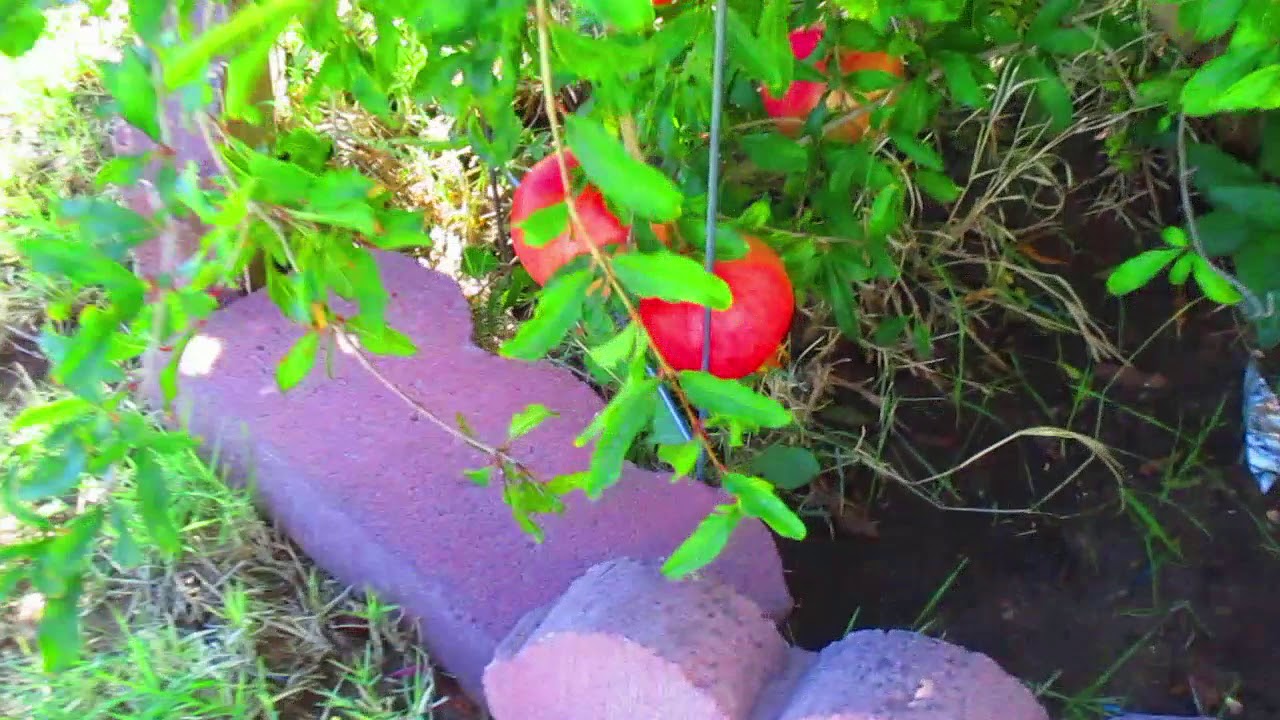 Pomegranate 2 year old tree update - YouTube