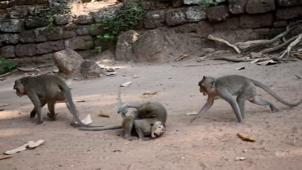 Monkey playing together son funny /ak monkey zone/ - YouTube