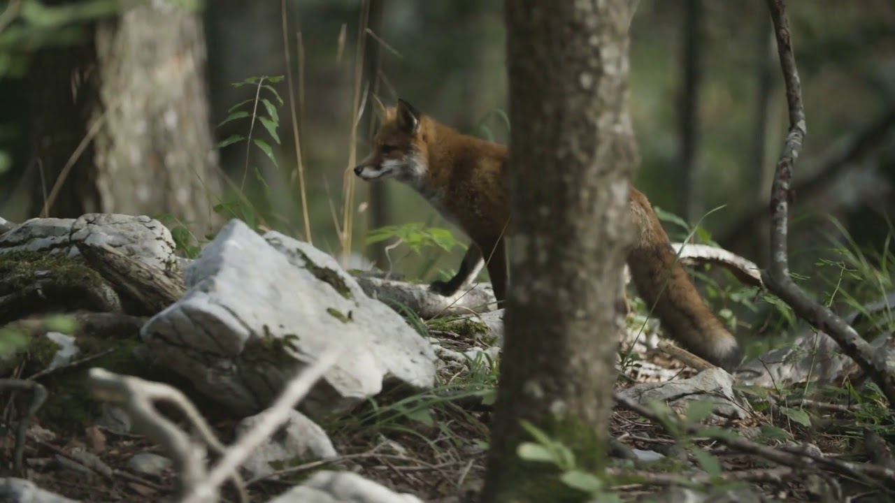 wild fox in her nature environment - YouTube
