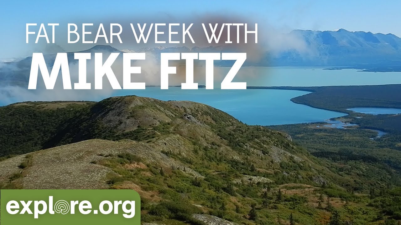 Fat Bear Week with Mike Fitz - YouTube