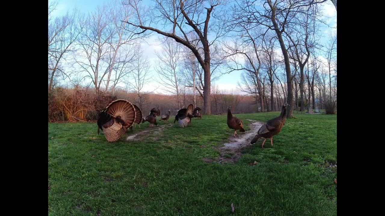 Deer & Turkey , Morning 4 8 23 28f /- 2c - YouTube