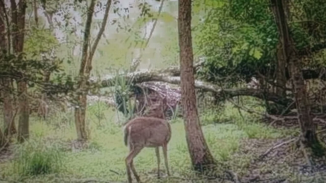 Dogman caught on Stealth Cam stalking a Whitetail deer! - YouTube