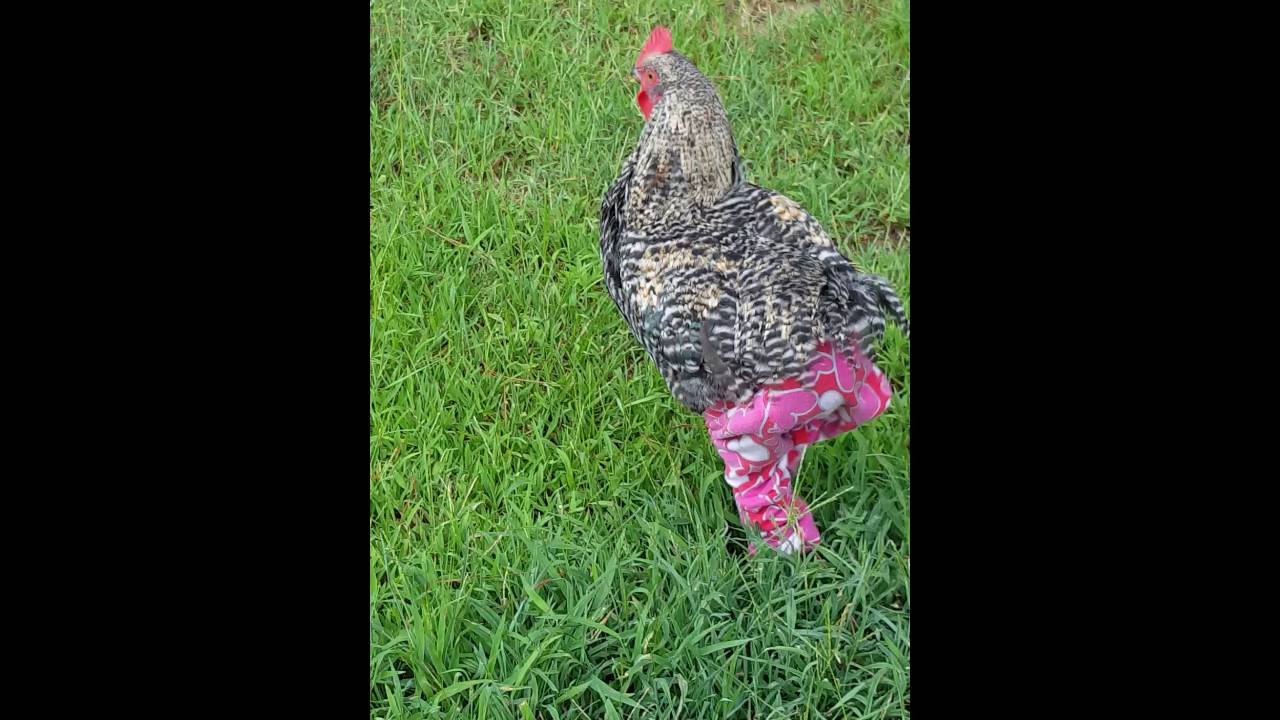 Chicken pants dance !! - YouTube