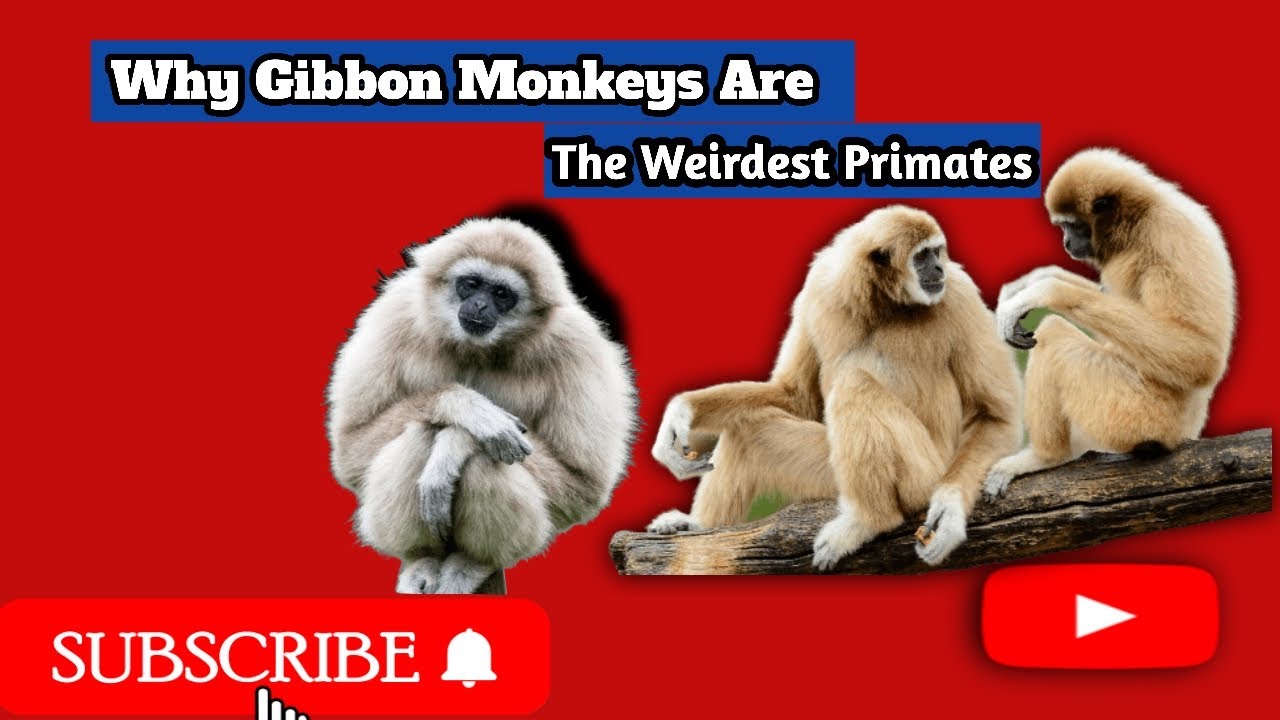 Why Gibbon Monkeys Are The Weirdest Primates - YouTube