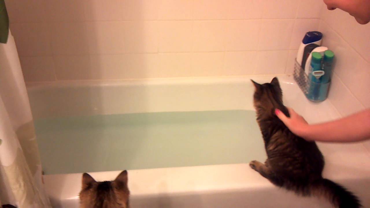 Cat bath freakout - YouTube