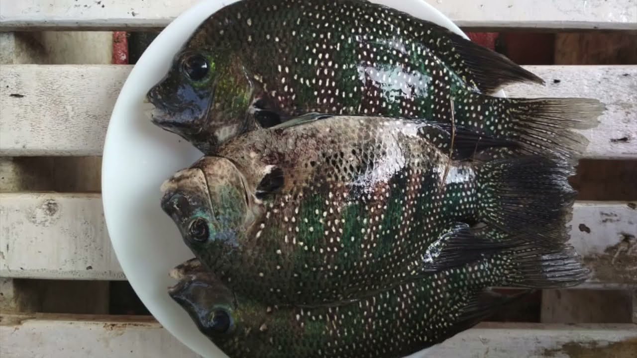 Karimeen (Pearl spot) fishing in Kerala | Big karimeen caught from ...