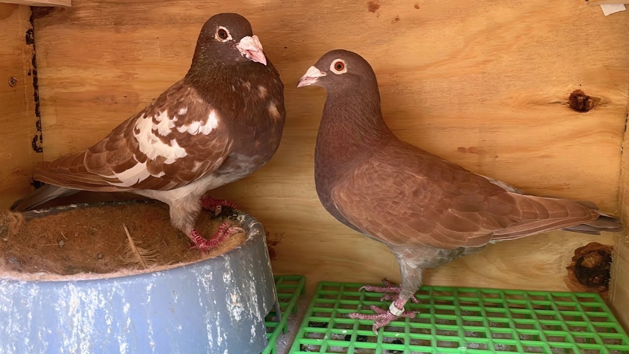 Deisher Recessive Red Hollywoods Racing Pigeons - YouTube