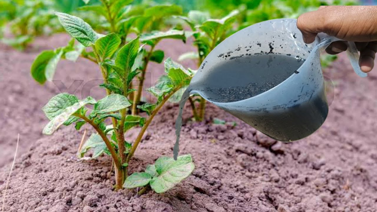 Powerful Booster For All Crops - Guaranteed Extensive Growth With ...