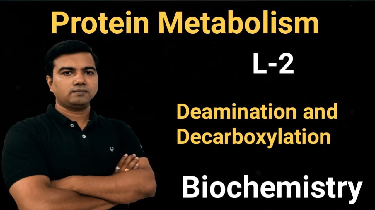 Protein Metabolism (Deamination and Decarboxylation) - YouTube