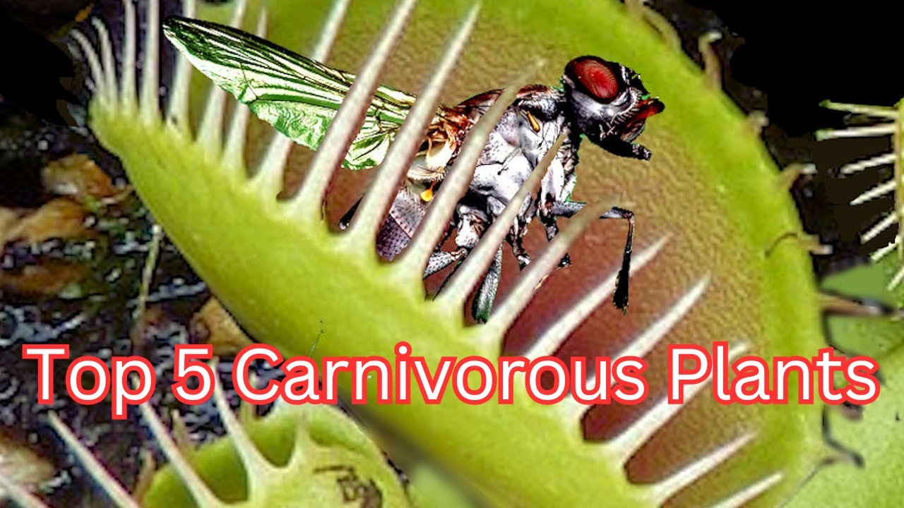 Top 5 Carnivorous Plants - YouTube