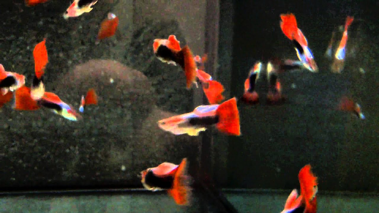 Guppy male H B red delta neon - YouTube