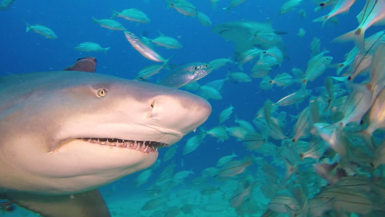 Shark Dive Emerald Charters 7/23/15 - YouTube