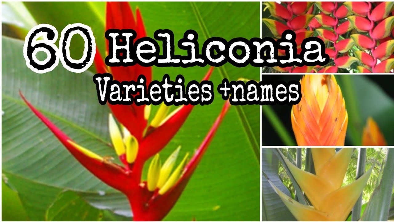 TOP 60 Heliconia Plants Different Types and Varieties #tropical plant ...