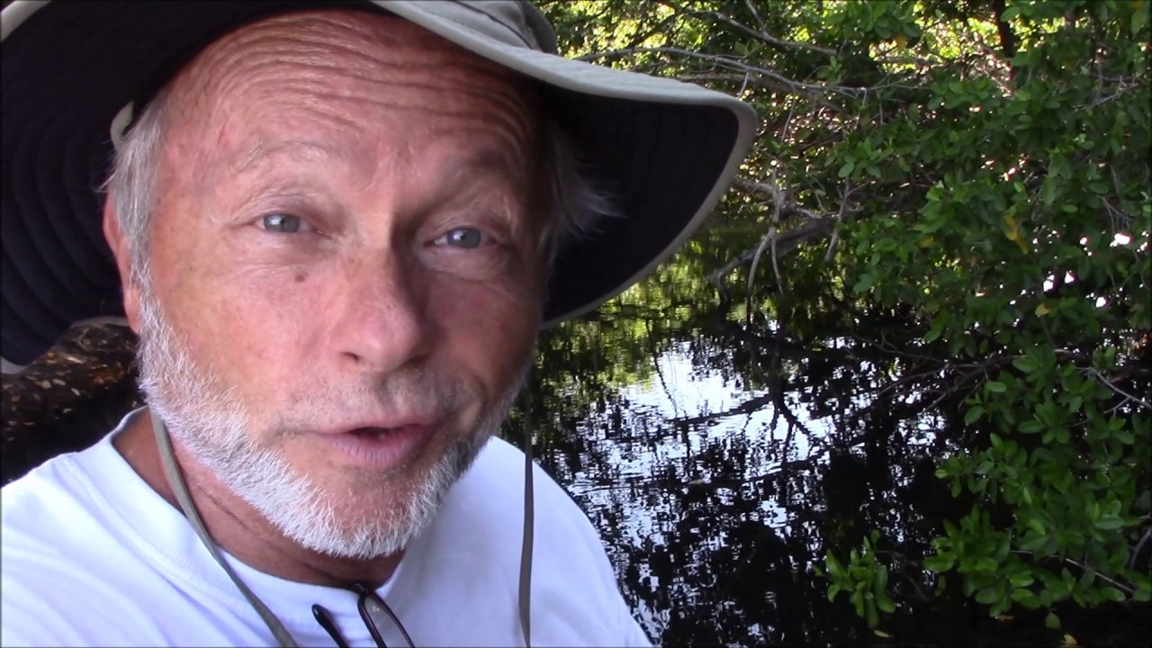 Spiders of the Caribbean Part 2 - YouTube