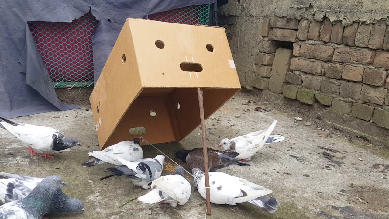Best Cardboard Bird Trap| How to Trap Pigeon Easy at your Home. - YouTube