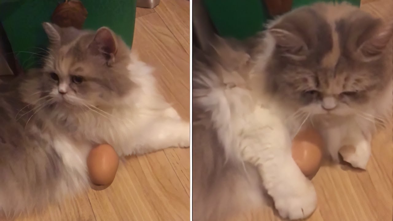 If You Give A Cat An Egg Will They Protect It YouTube If You Give A Cat An Egg Will They Protect It YouTube