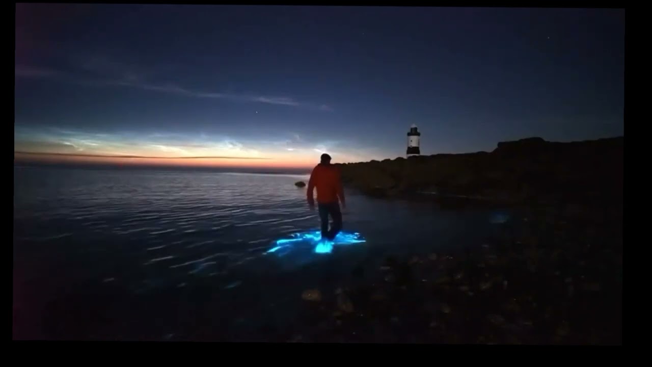 5 INCREÍBLES ANIMALES BIOLUMINISCENTES QUE EMITEN SU PROPIA LUZ - YouTube