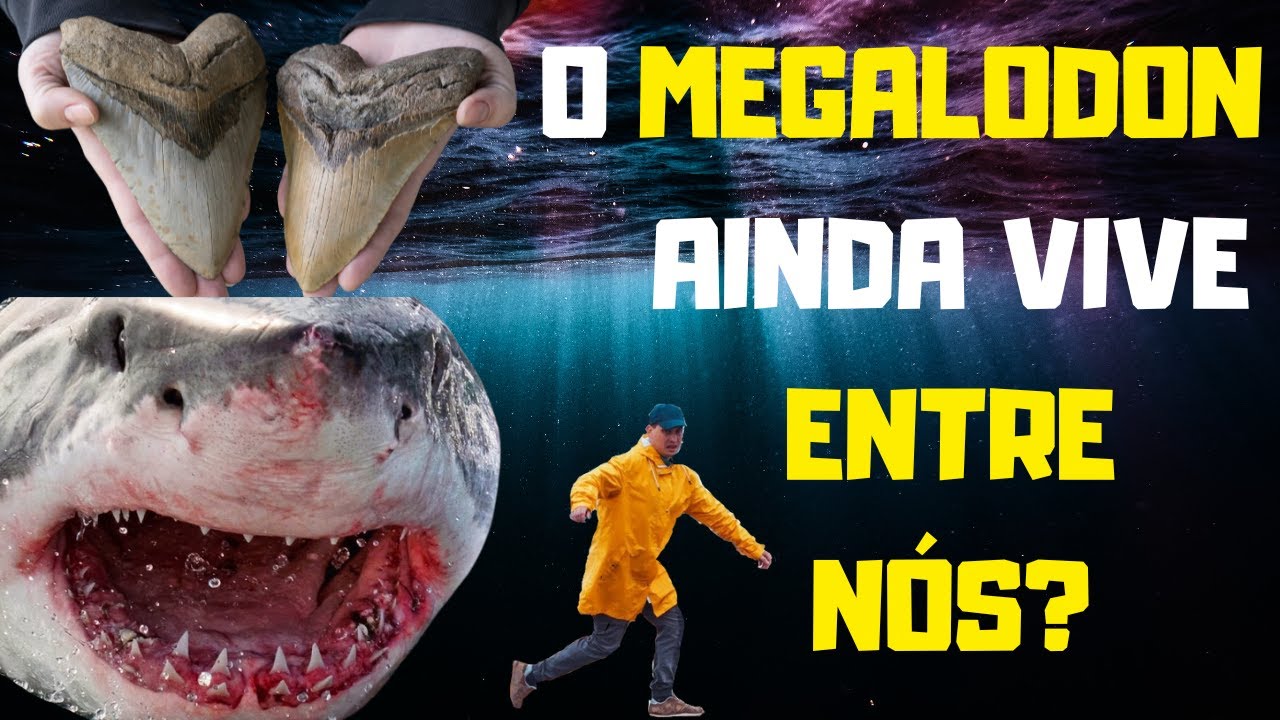 NOVAS DESCOBERTAS INCRIVEIS - O Megalodon Ainda Vive Entre Nós? - YouTube