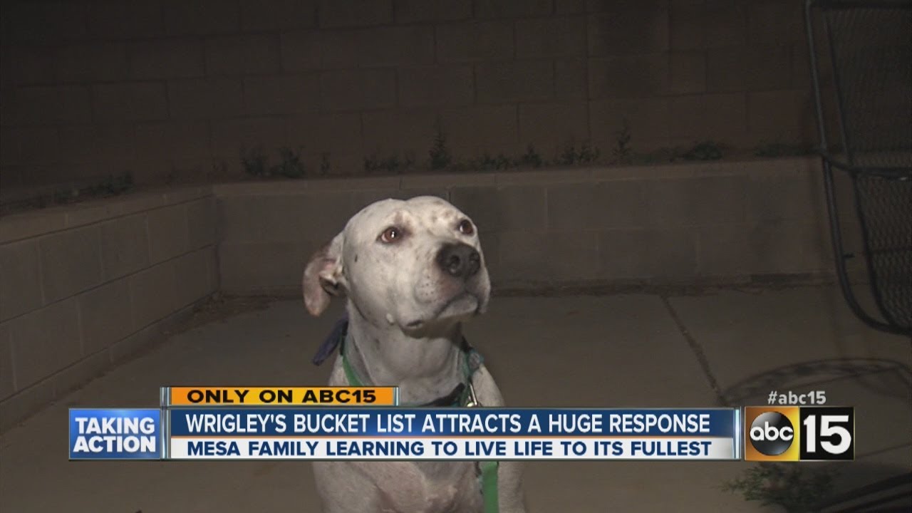 Wrigley the dog's bucket list attracts huge response - YouTube