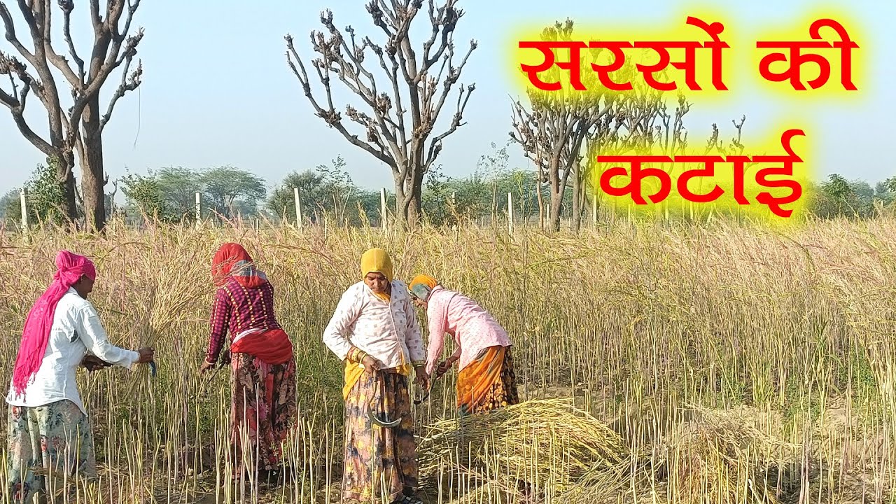 Sarso Ki Katai Kab Hoti Hai Sarso sarso-ki-katai-kab-hoti-hai-sarso