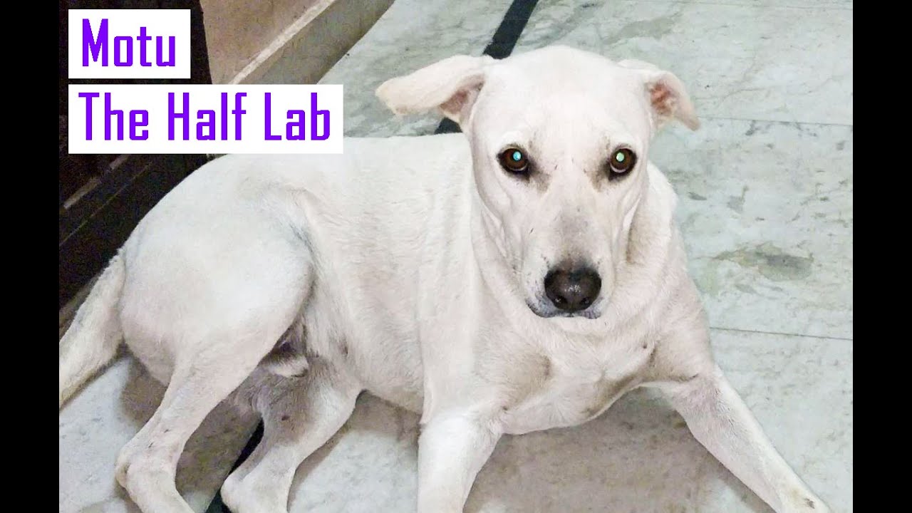 Motu The Half Lab - Cutest Friendliest Dog #HalfLab #CuteDog #IndieDog ...
