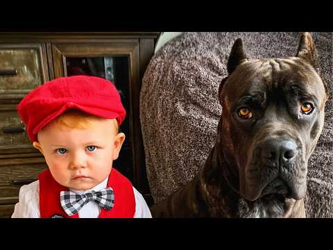 Wir adoptierten Bruno, den Cane Corso – aber er wurde der stille Schutzengel unseres Babys