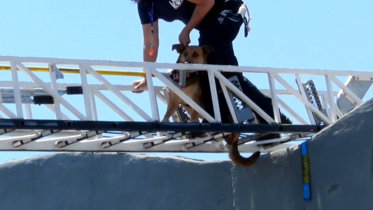 LAFD Search and Rescue Dog Los Angeles Fire Dept 2014 - YouTube