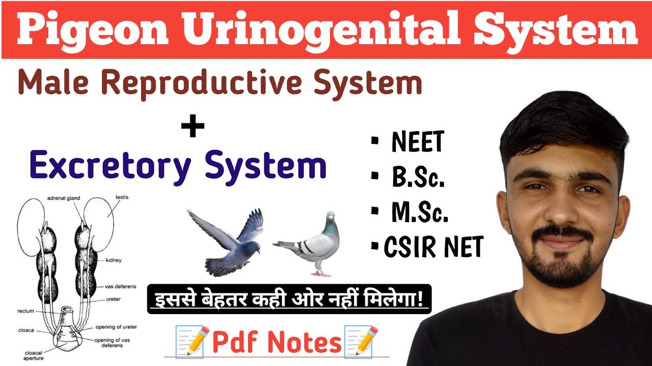 Pigeon Urinogenital System || Male Reproductive System | Excretory ...