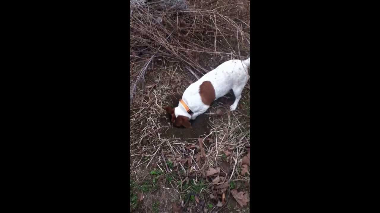 Jack Russell digs in a rabbit hole - YouTube