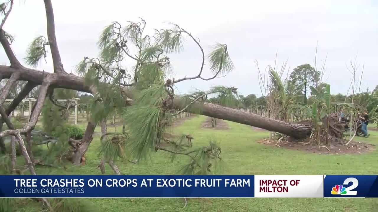 Hurricane Milton knocks down massive tree, spares local farm in Golden ...