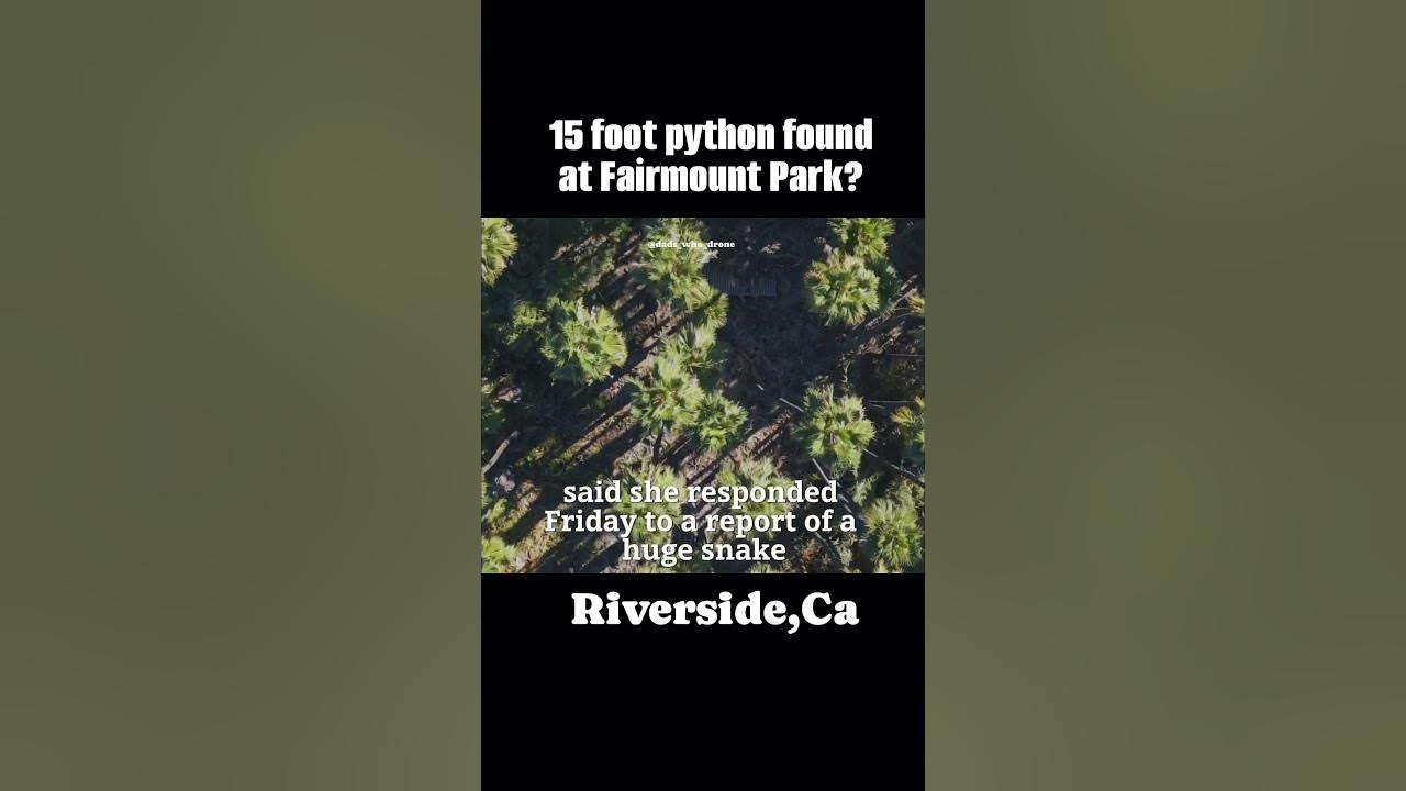A 15 Foot 60 Pound Python Was Spotted In Riverside - YouTube