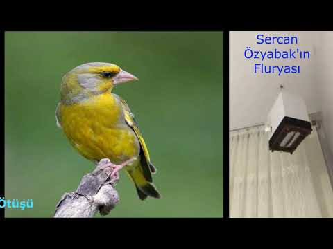 Flurya Mekanı - Bahçe Kiraz kuşu ve Flurya Kuşu