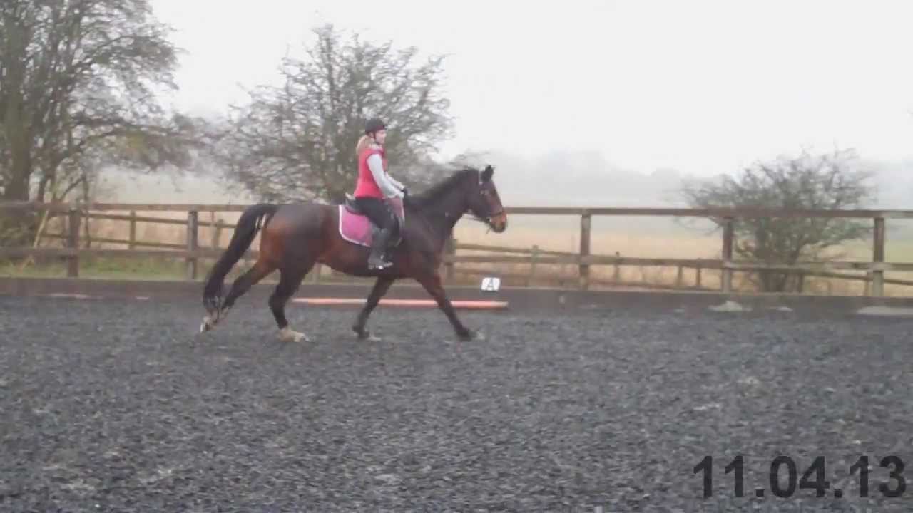 Flatwork, Jumping & Driving! {5 Horses!} - YouTube