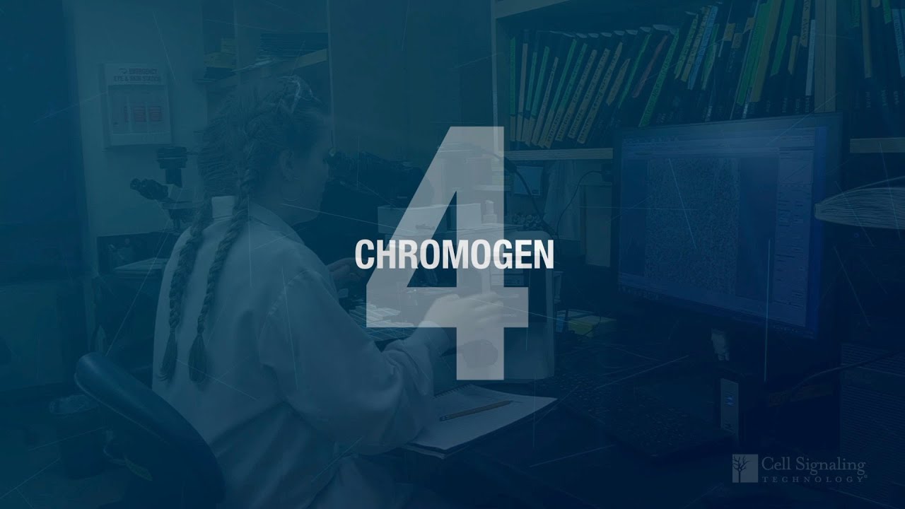Better IHC Step 4: Chromogen - YouTube