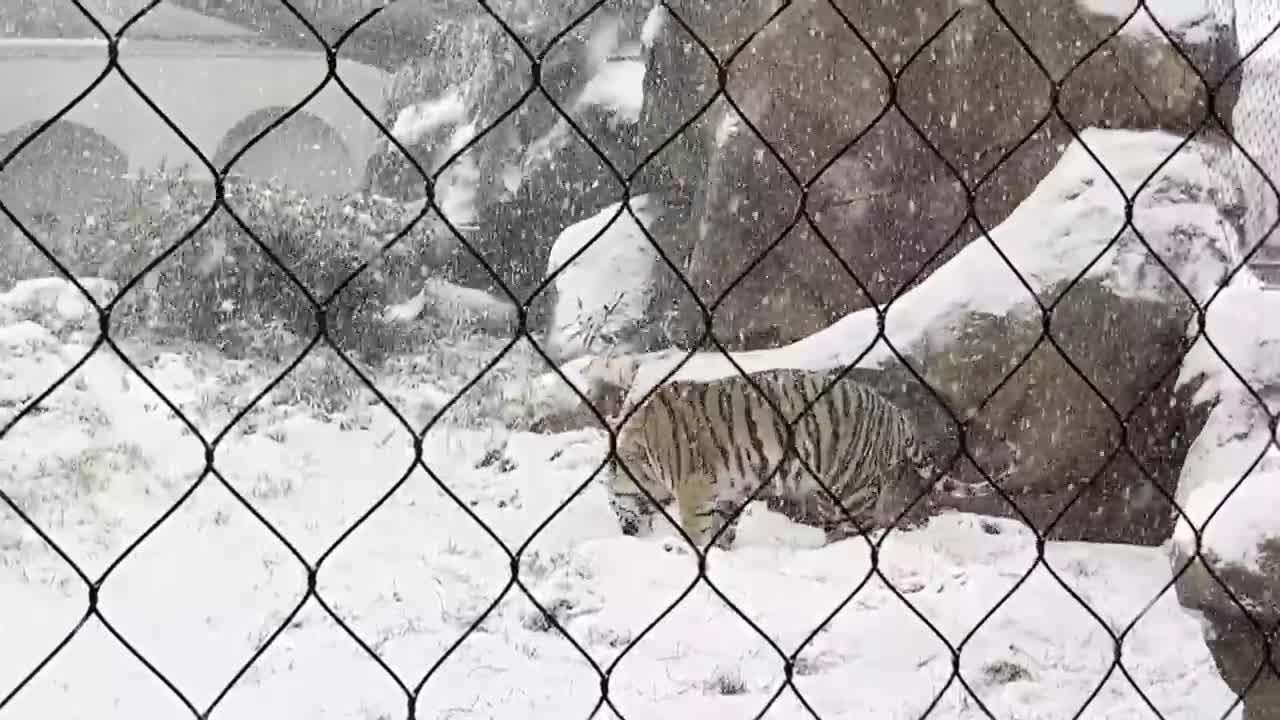 LSU's Mike the Tiger Plays in the Louisiana Snow - YouTube