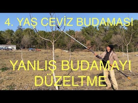 4 YAŞ BUDAMA (YANLIŞ BUDANMIŞ BİR BAHÇEYİ DÜZELTMEYE ÇALIŞIYORUZ) Ceviz Adam Ahmet