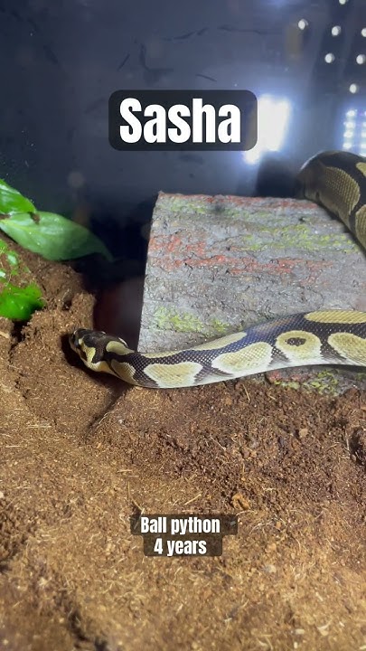 This is our 4 year old ball python named Sasha!This is our first ...