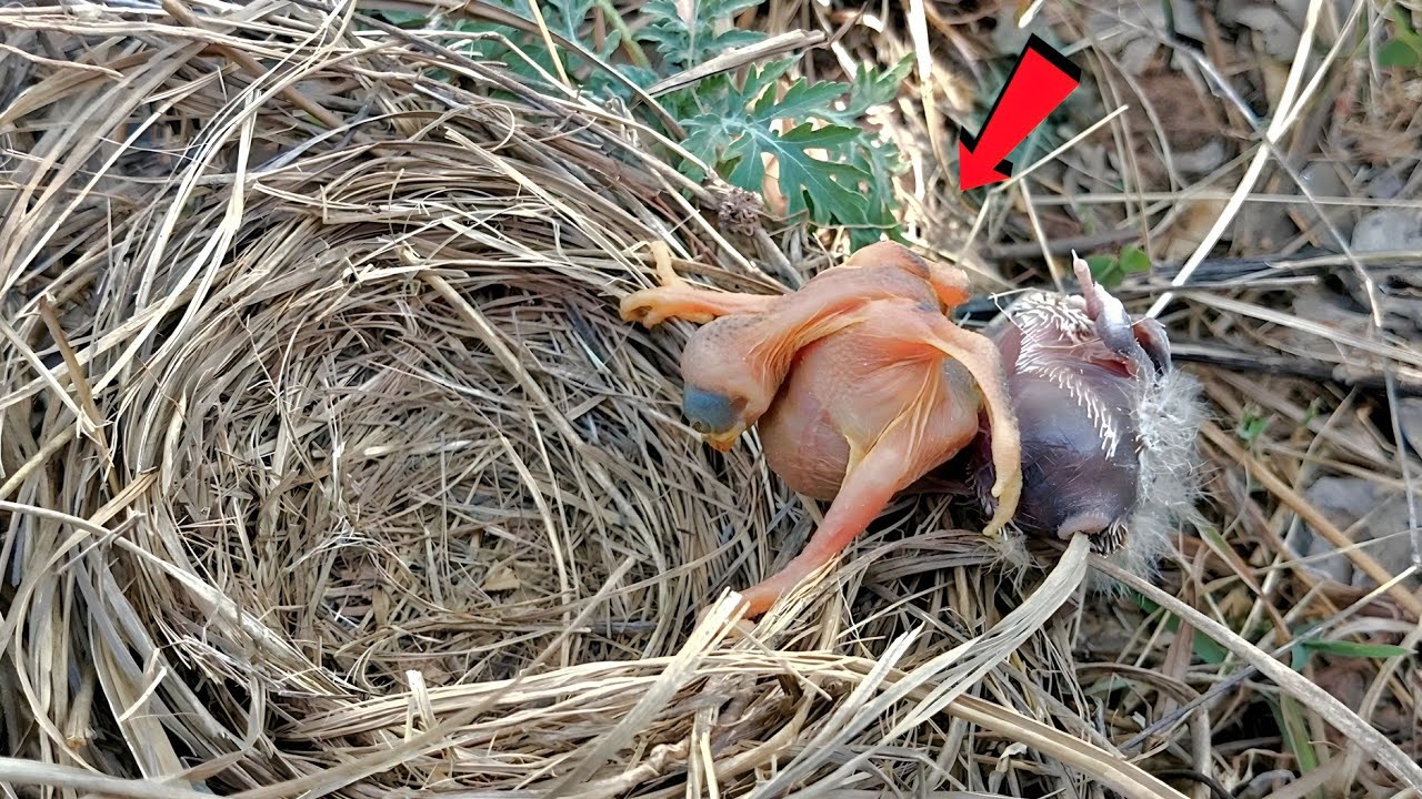 The baby cuckoo knocked the baby skylark down @AnimalsandBirds107 - YouTube