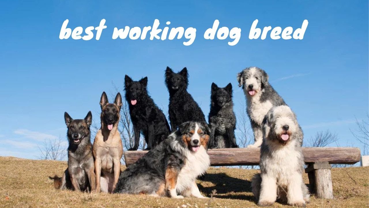 This Dog Works HARDER Than You Meet the Ultimate Working Dog by- animal ...