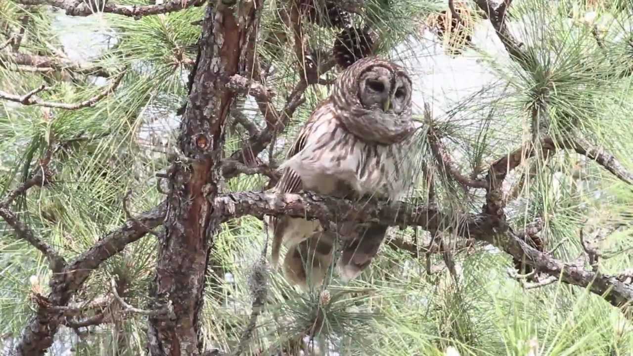 Barred Owl hooting - YouTube