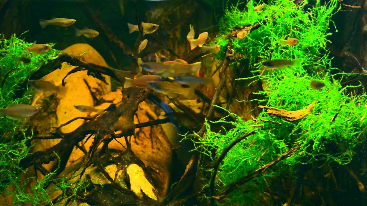 Procatopus similis from Tole near Buea / Cameroon - YouTube