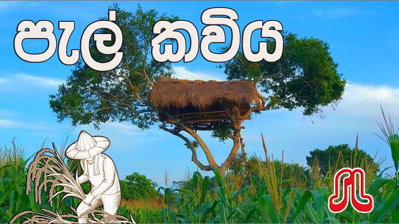 පැල් කවි (pal kavi) Jana kavi , On a rainy day "pal kavi" 👨‍🌾 - YouTube