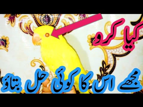 yellow alexander parrot | yellow ringnick price in Pakistan|Pakistani ...