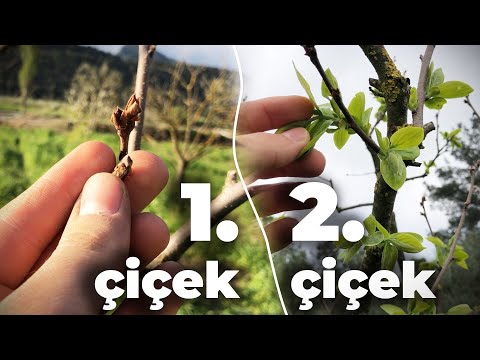 Mucizelere İNANIN! - Cennet Hurması 2. Kez Çiçek Açtı